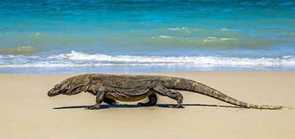 Obtain the Indonesia e Visa Online | Indonesia Immigration Services